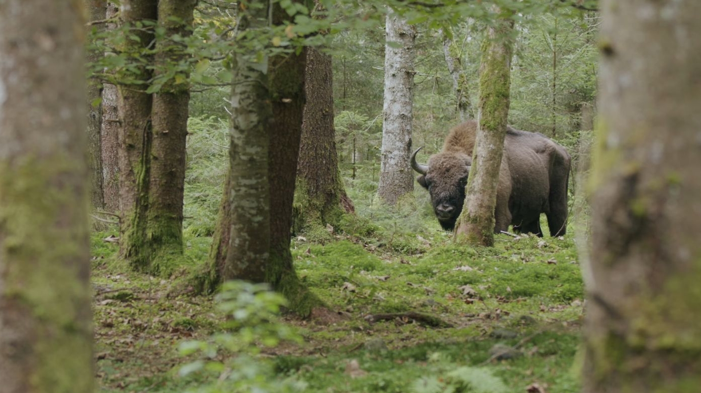 Ecosisteme în reconstrucţie: „Arhitecții naturii” - un film despre revenirea speciilor-cheie în ...